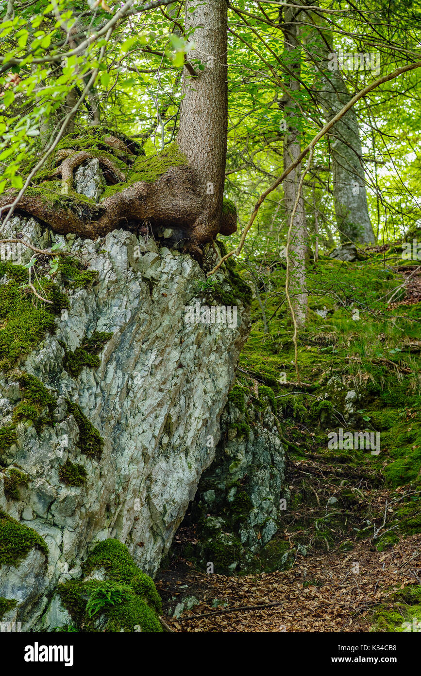 Tree growing on a boulder in the forest Stock Photo - Alamy