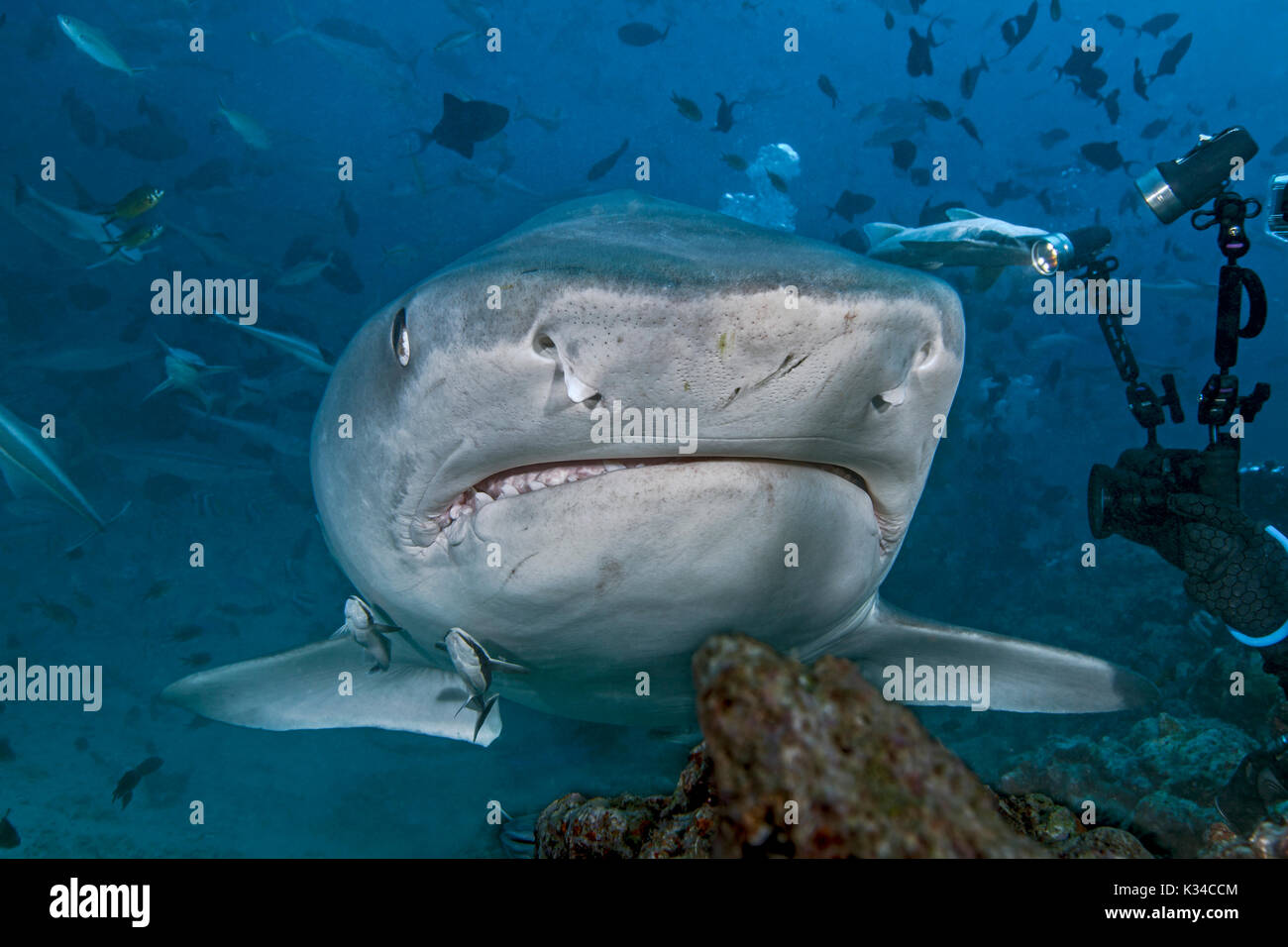 Large shark hi-res stock photography and images - Alamy