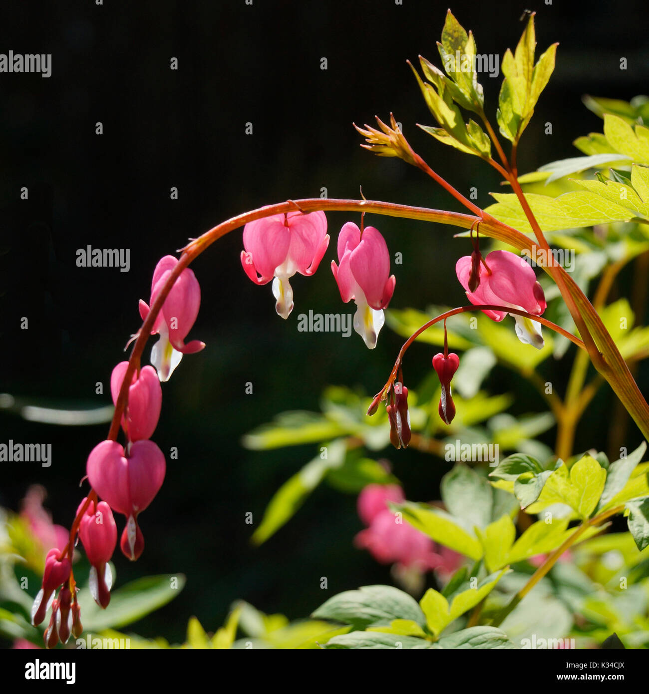Heart flower hi-res stock photography and images - Alamy