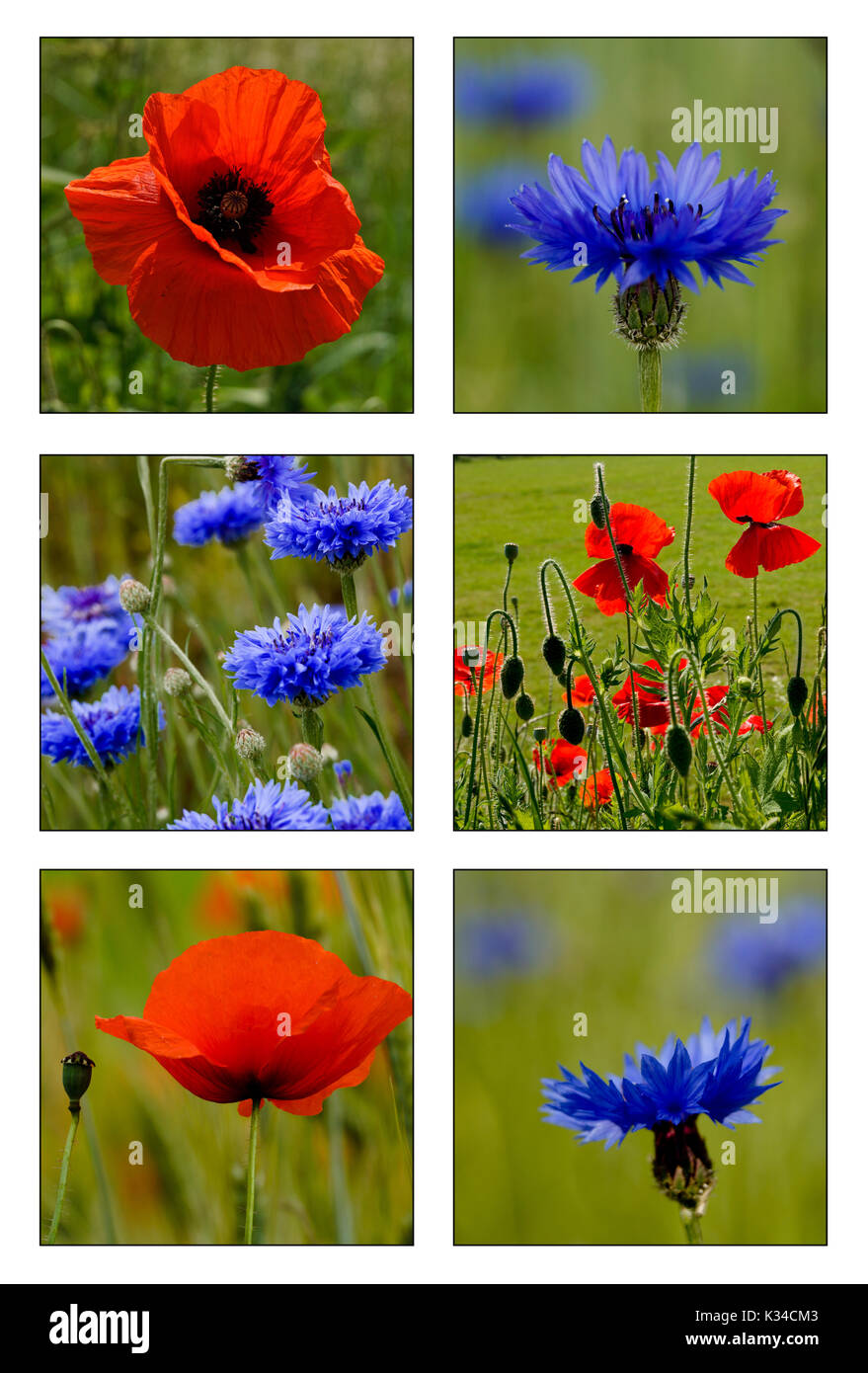 Poppies field background Cut Out Stock Images & Pictures - Alamy