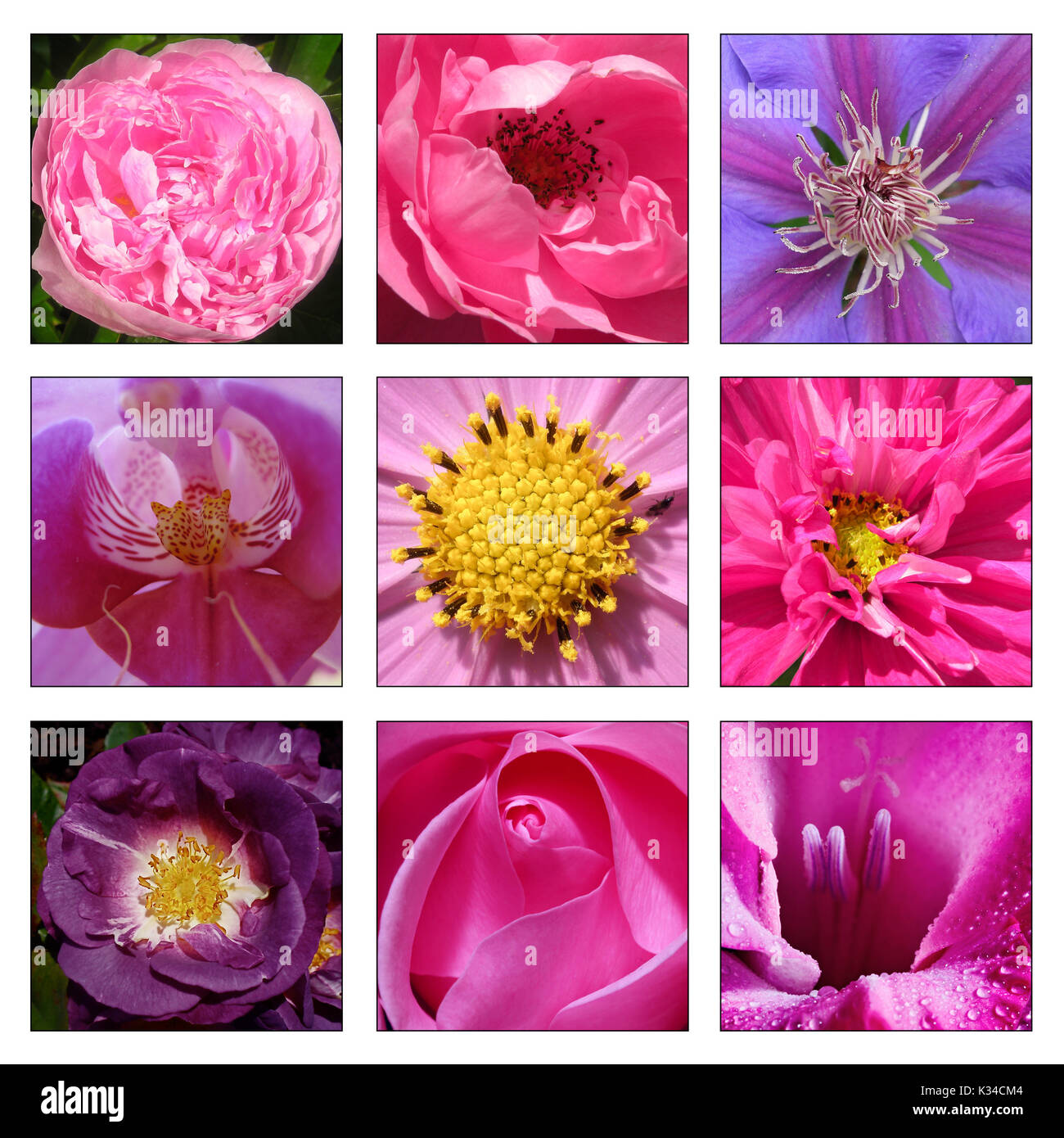 Rose garden mosaic Cut Out Stock Images & Pictures - Alamy