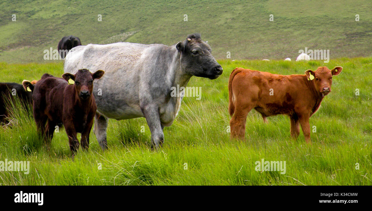 English Hillside High Resolution Stock Photography and Images - Alamy