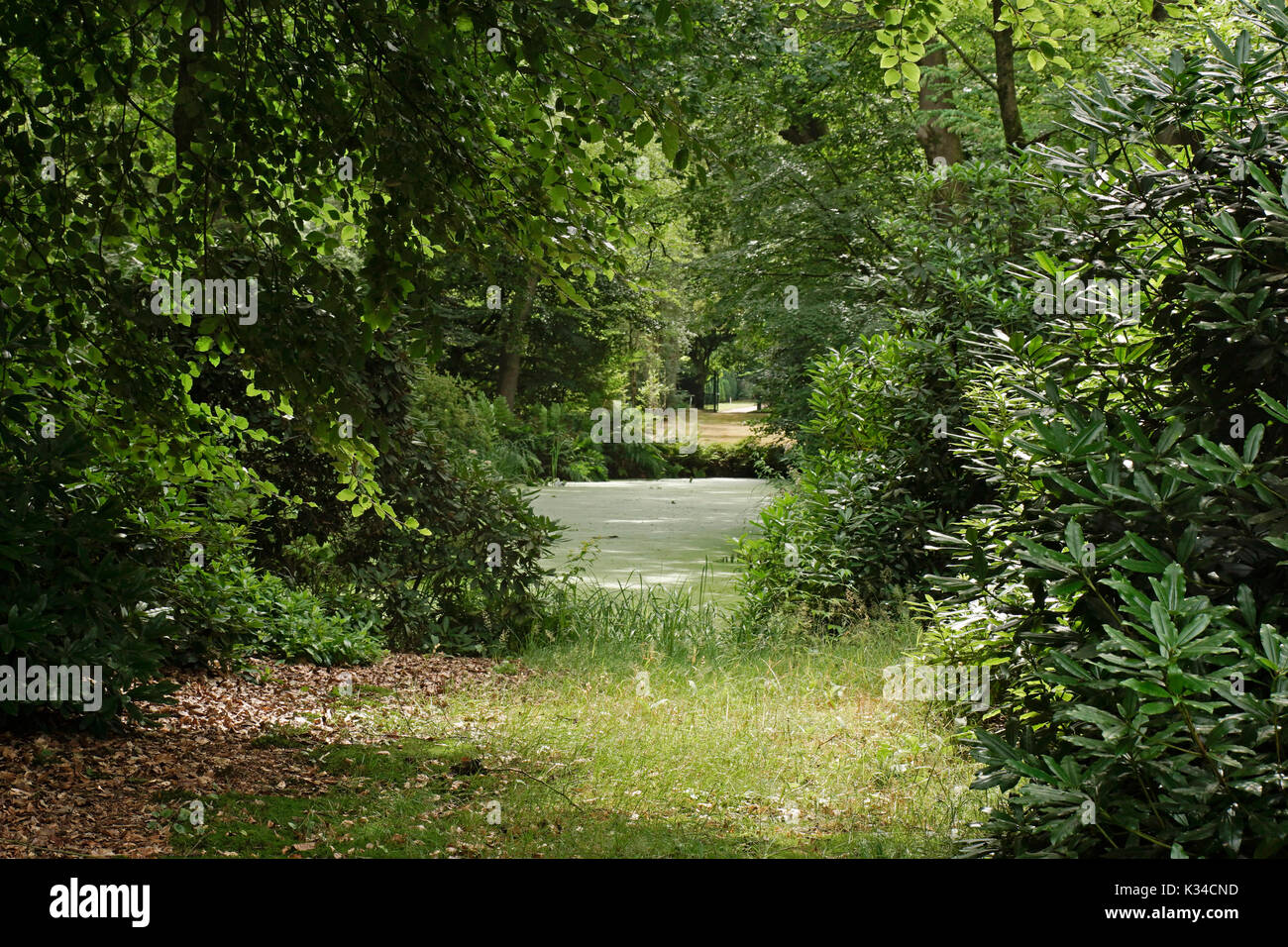 View through bushes and trees in a park with water Stock Photo - Alamy