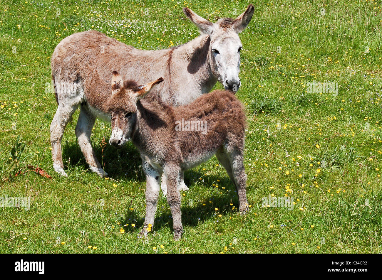 Juvenile donkey hi-res stock photography and images - Alamy