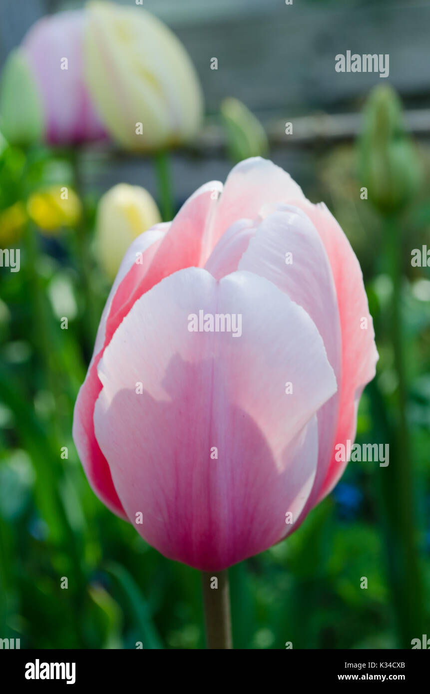 Blooms for single day hi-res stock photography and images - Alamy