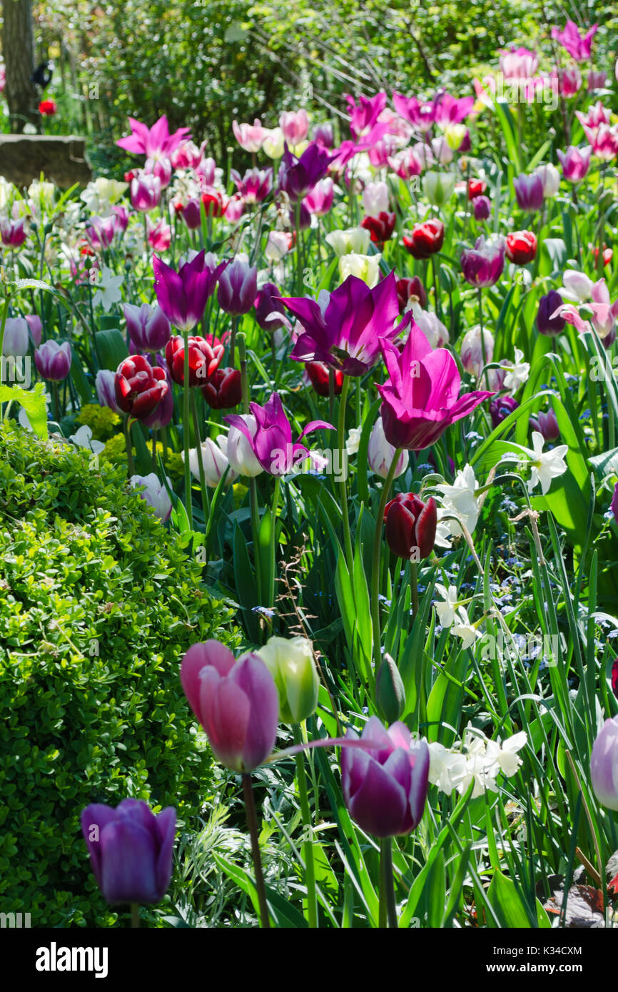 Closeup tulips hi-res stock photography and images - Alamy