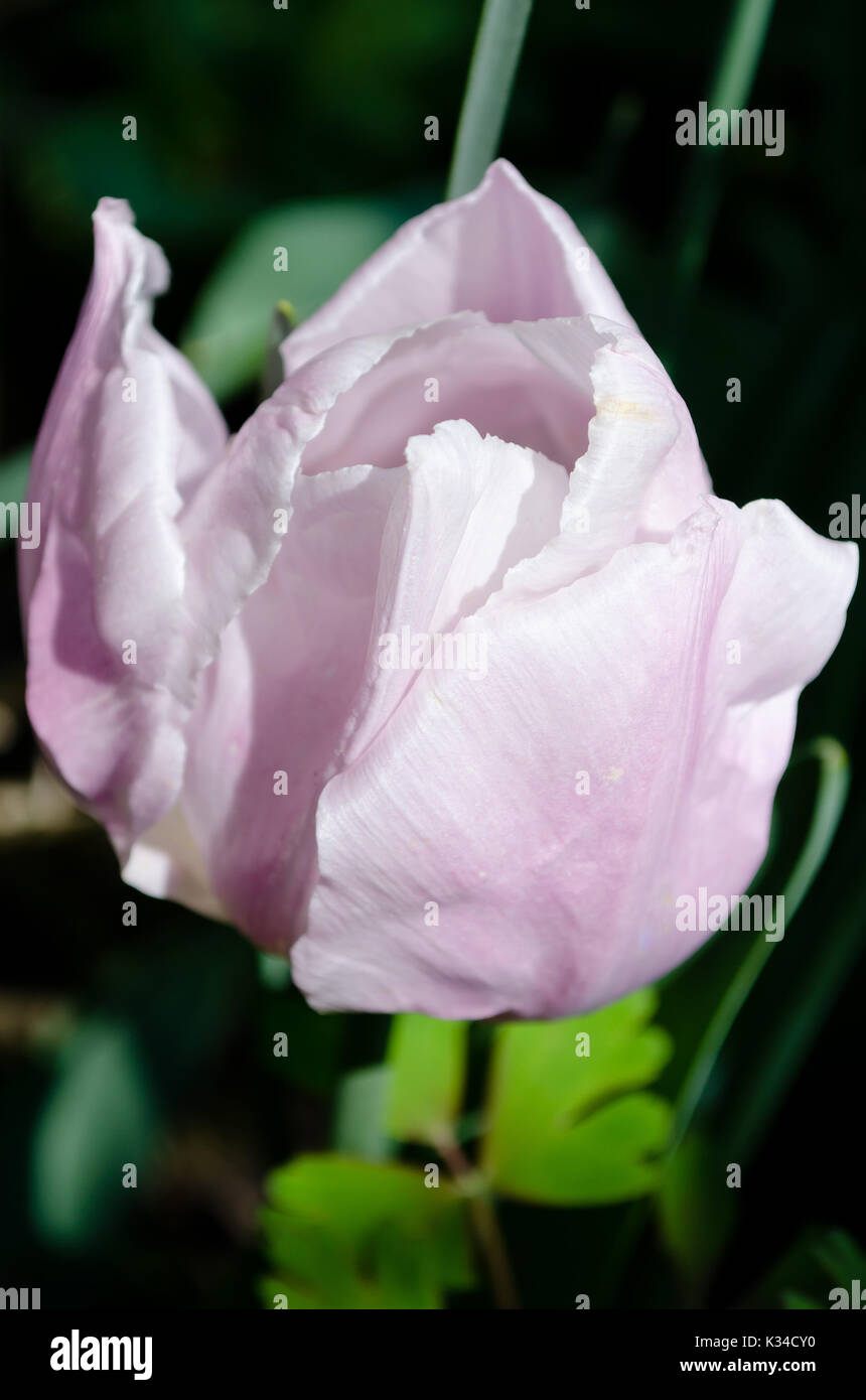 Blooms for single day hi-res stock photography and images - Alamy