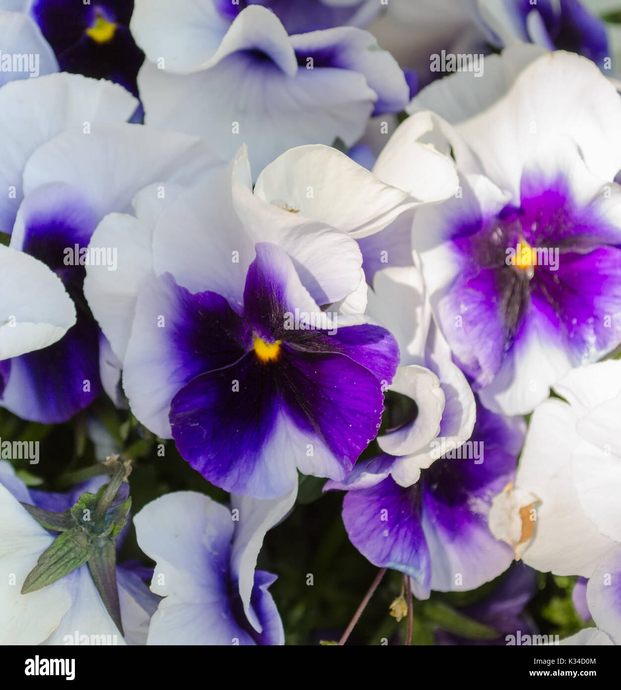 White violets hi-res stock photography and images - Alamy