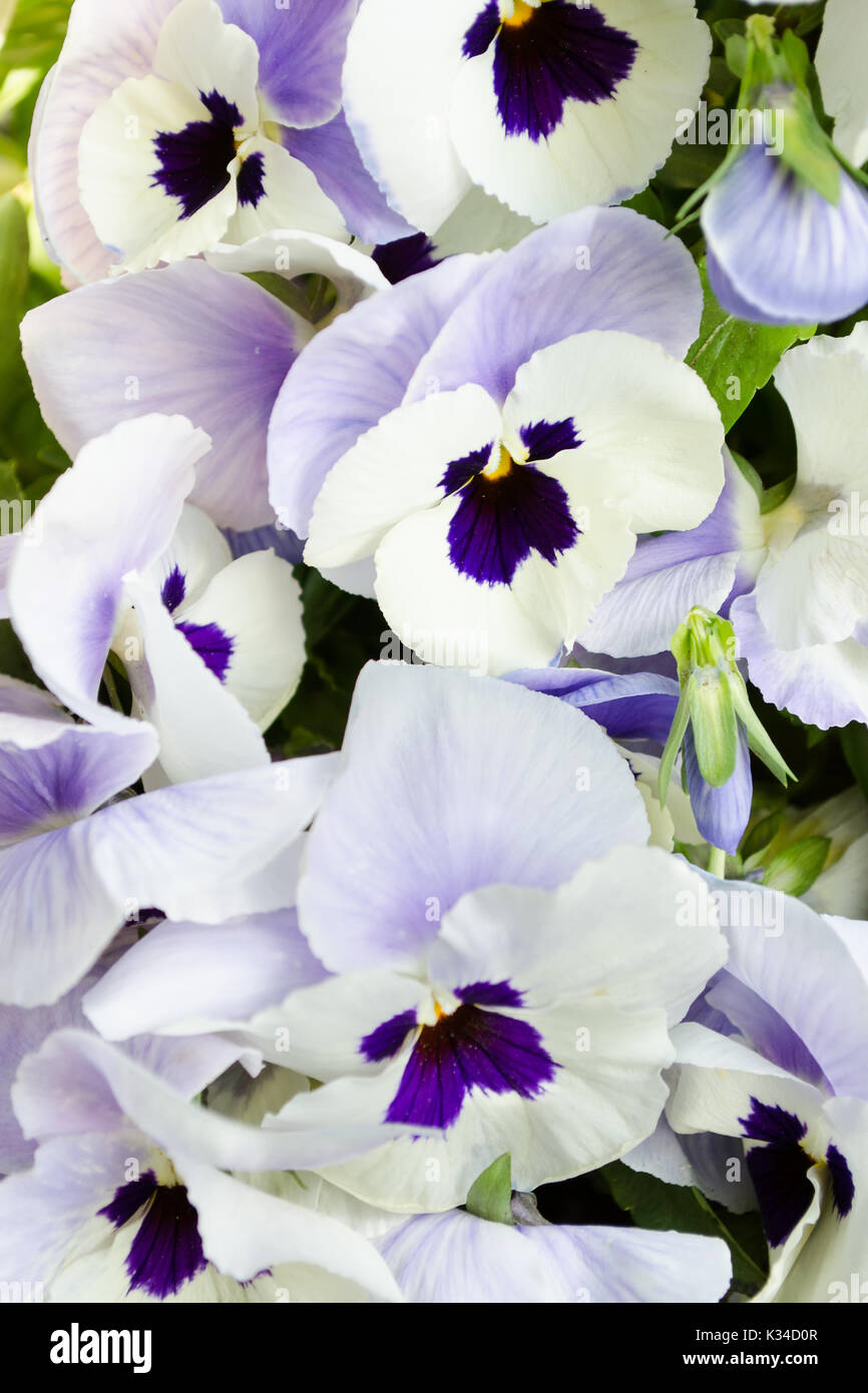 White violets hi-res stock photography and images - Alamy