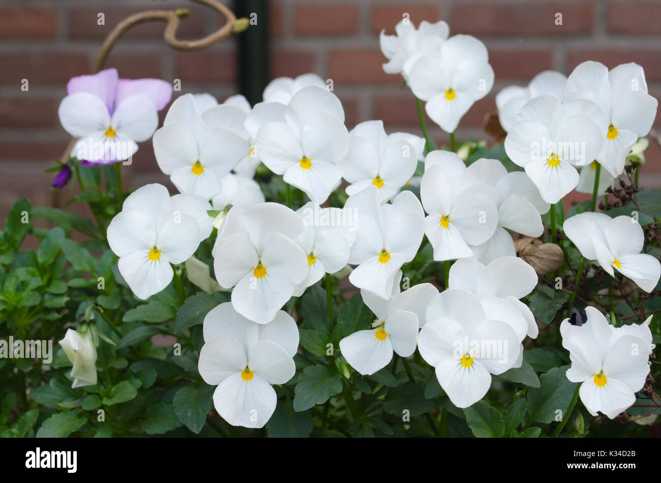 White violets hi-res stock photography and images - Alamy