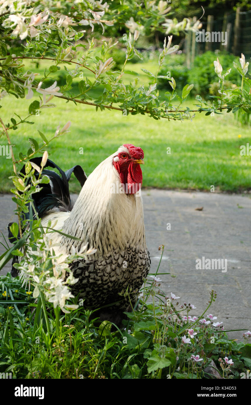 Beautiful rooster hi-res stock photography and images - Alamy