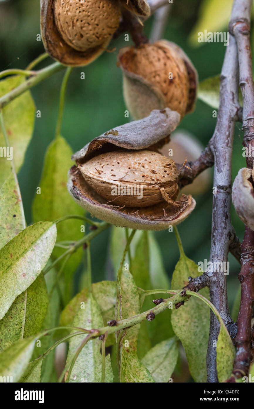 Almond peel hi-res stock photography and images - Alamy