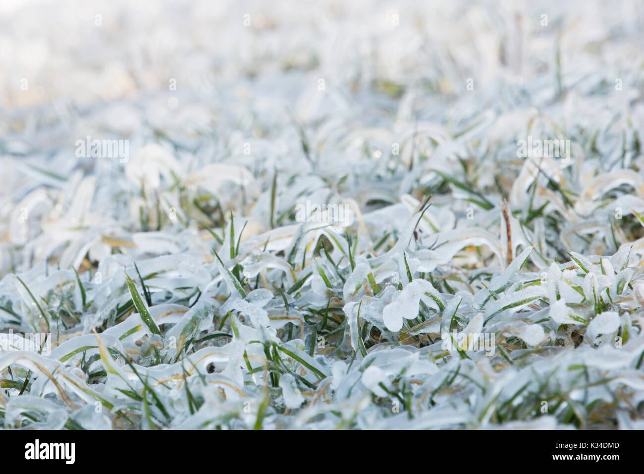 Ice on grass hi-res stock photography and images - Alamy