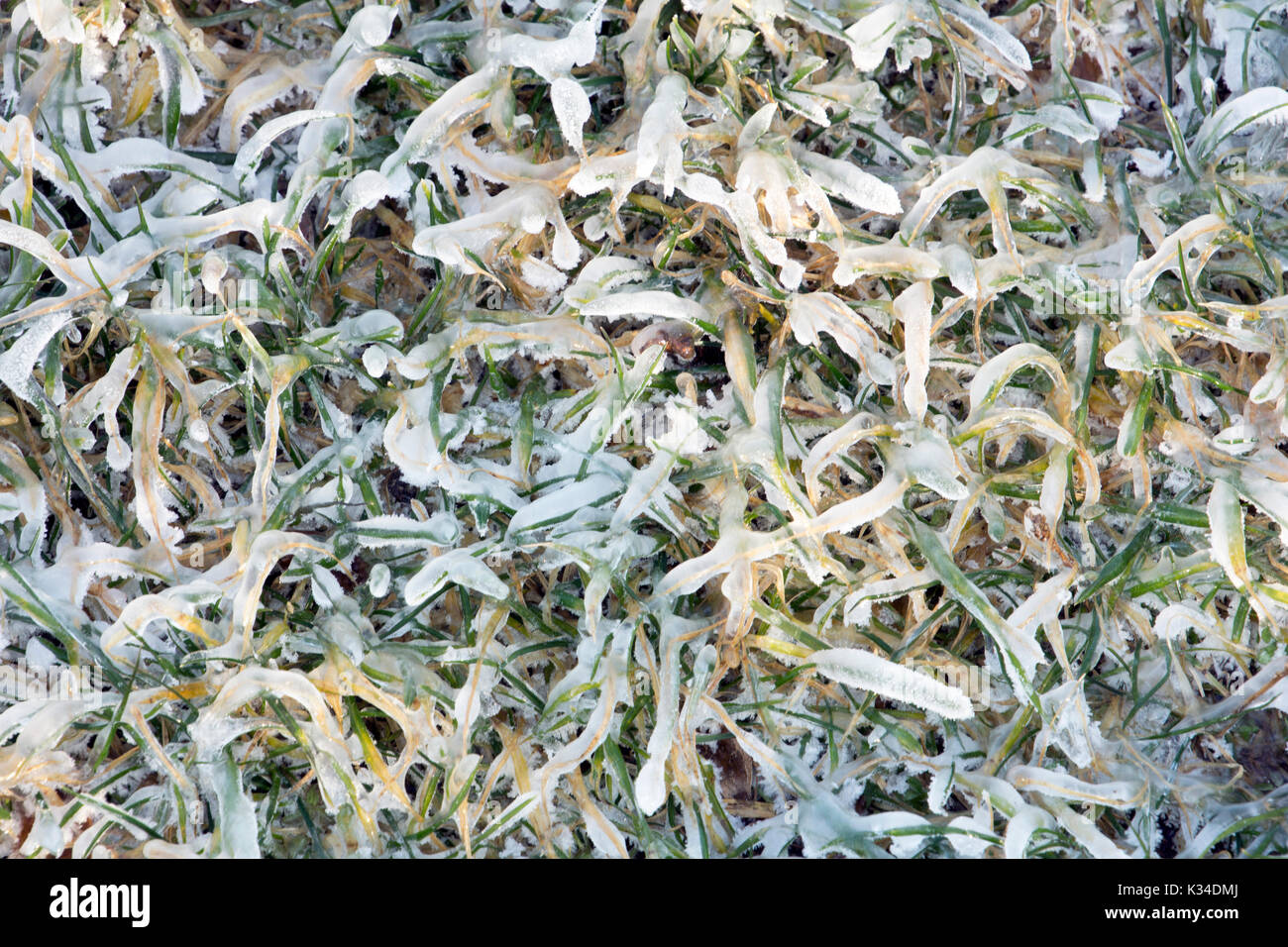 Ice on grass hi-res stock photography and images - Alamy