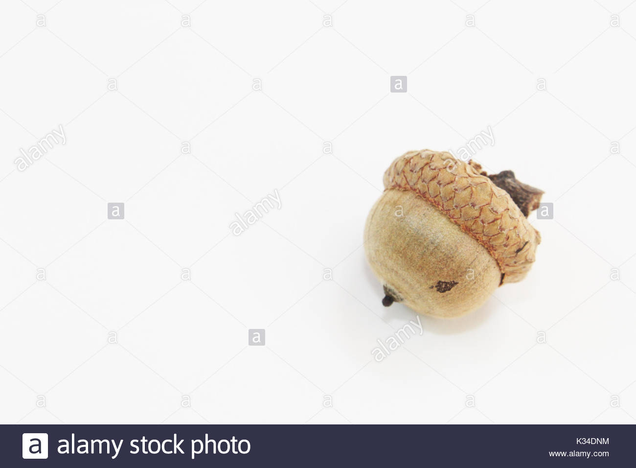 Acron Oak High Resolution Stock Photography and Images - Alamy