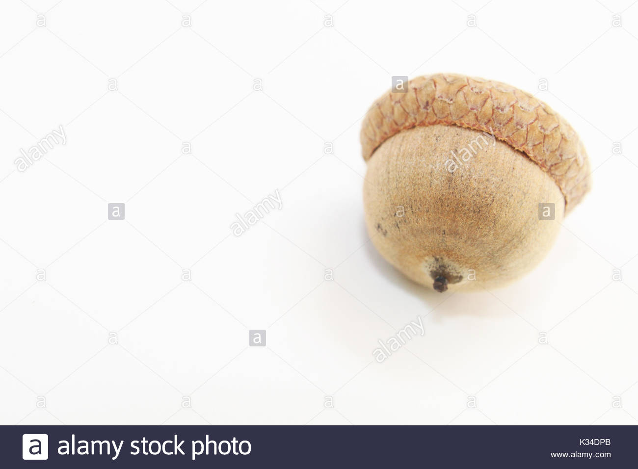 Acron Oak High Resolution Stock Photography and Images - Alamy
