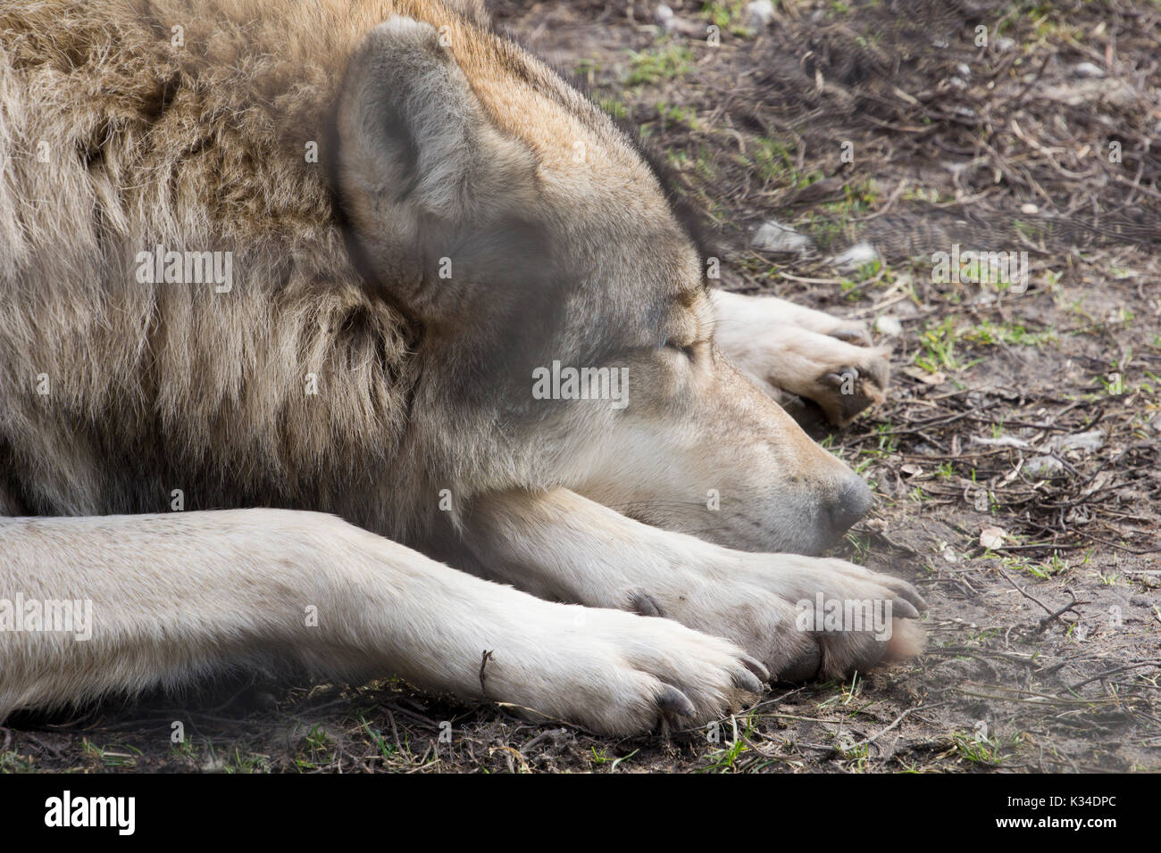 Sleeping wolf hi-res stock photography and images - Alamy