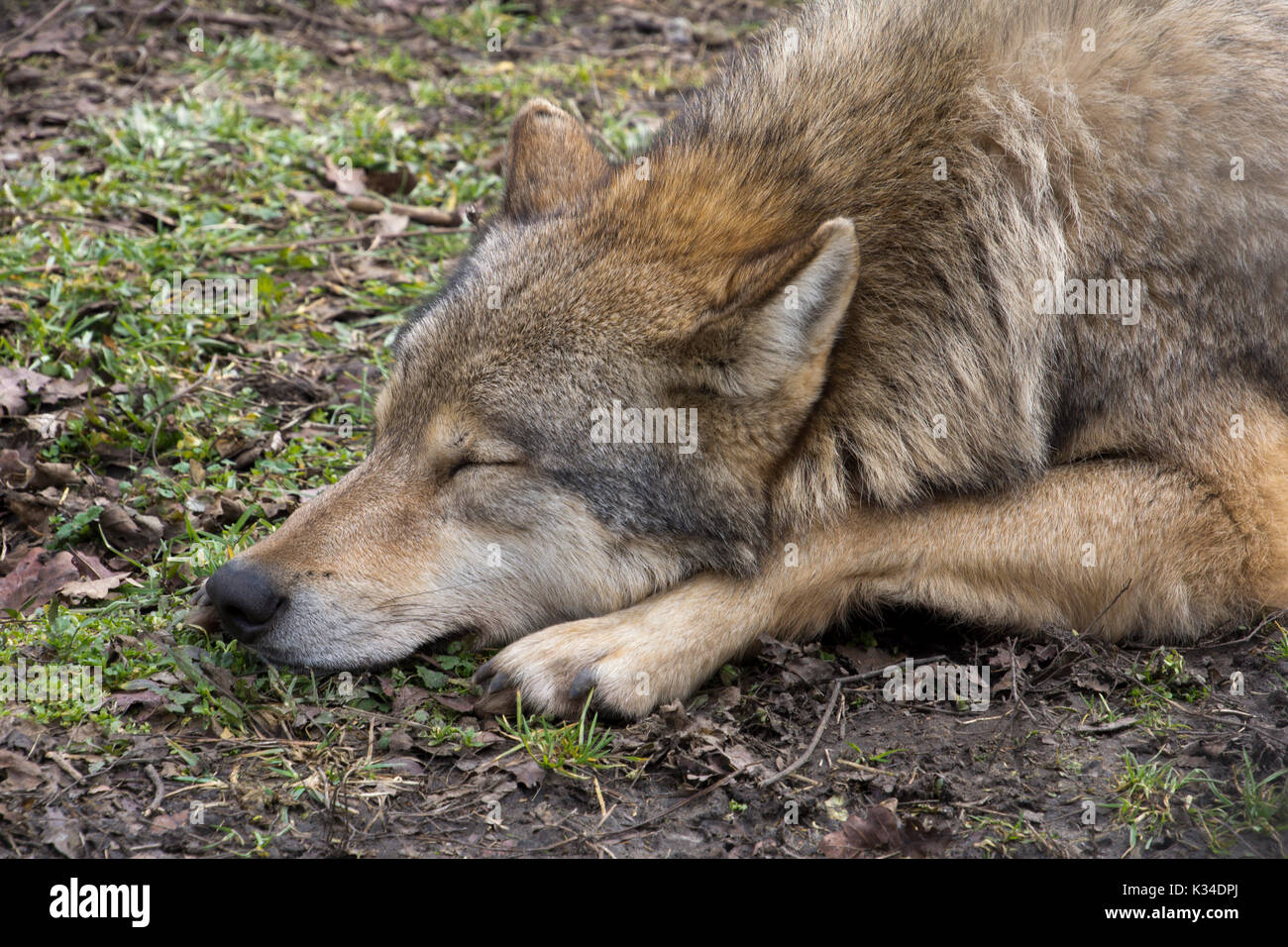 Sleeping wolf hi-res stock photography and images - Alamy
