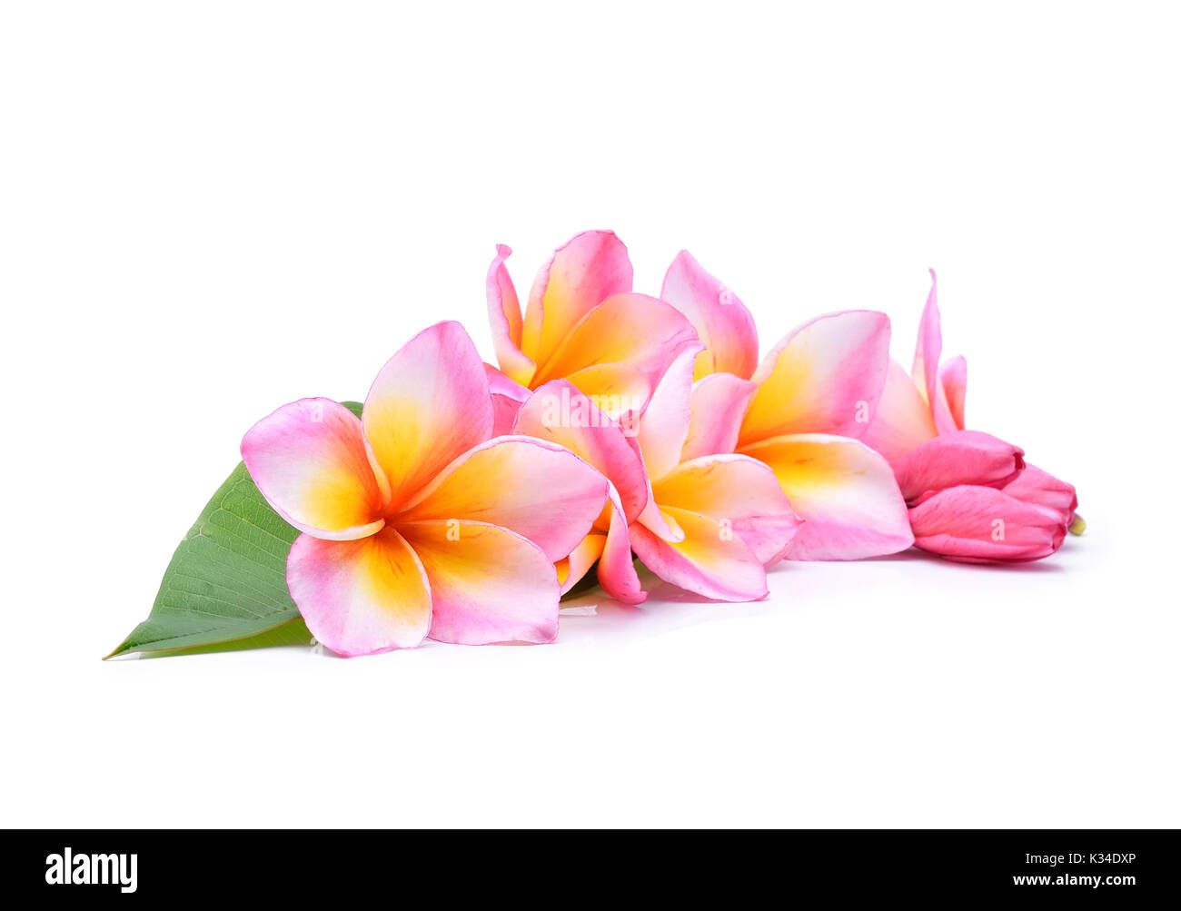frangipani flower isolated on white background Stock Photo - Alamy