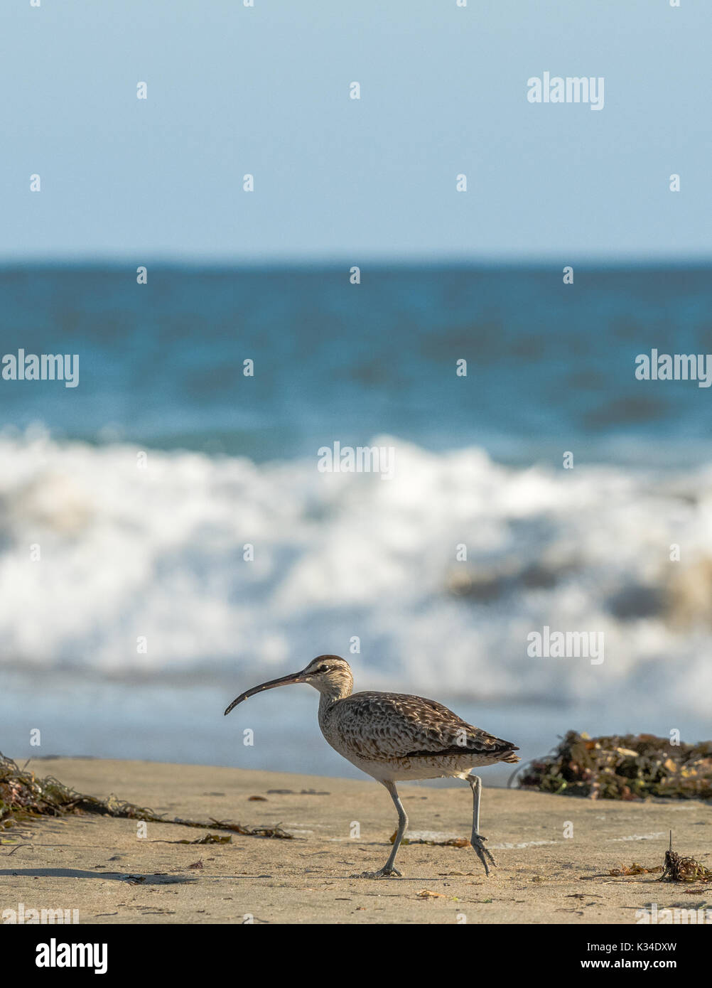 Shore bird hi-res stock photography and images - Alamy