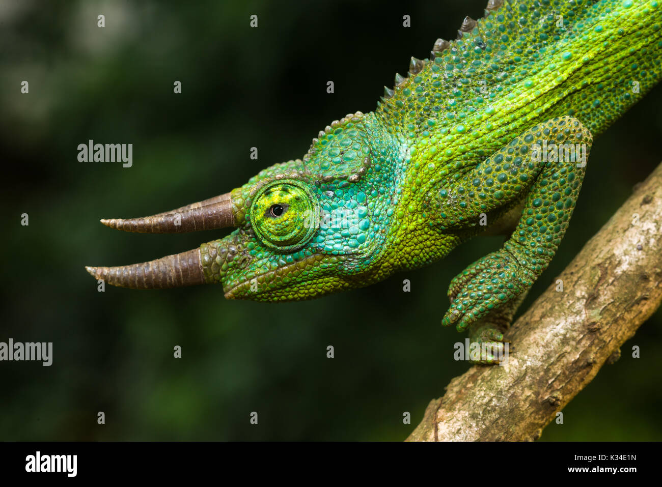 Adult male Jackson's chameleon (Trioceros jacksonii jacksonii) on branch Stock Photo - Alamy