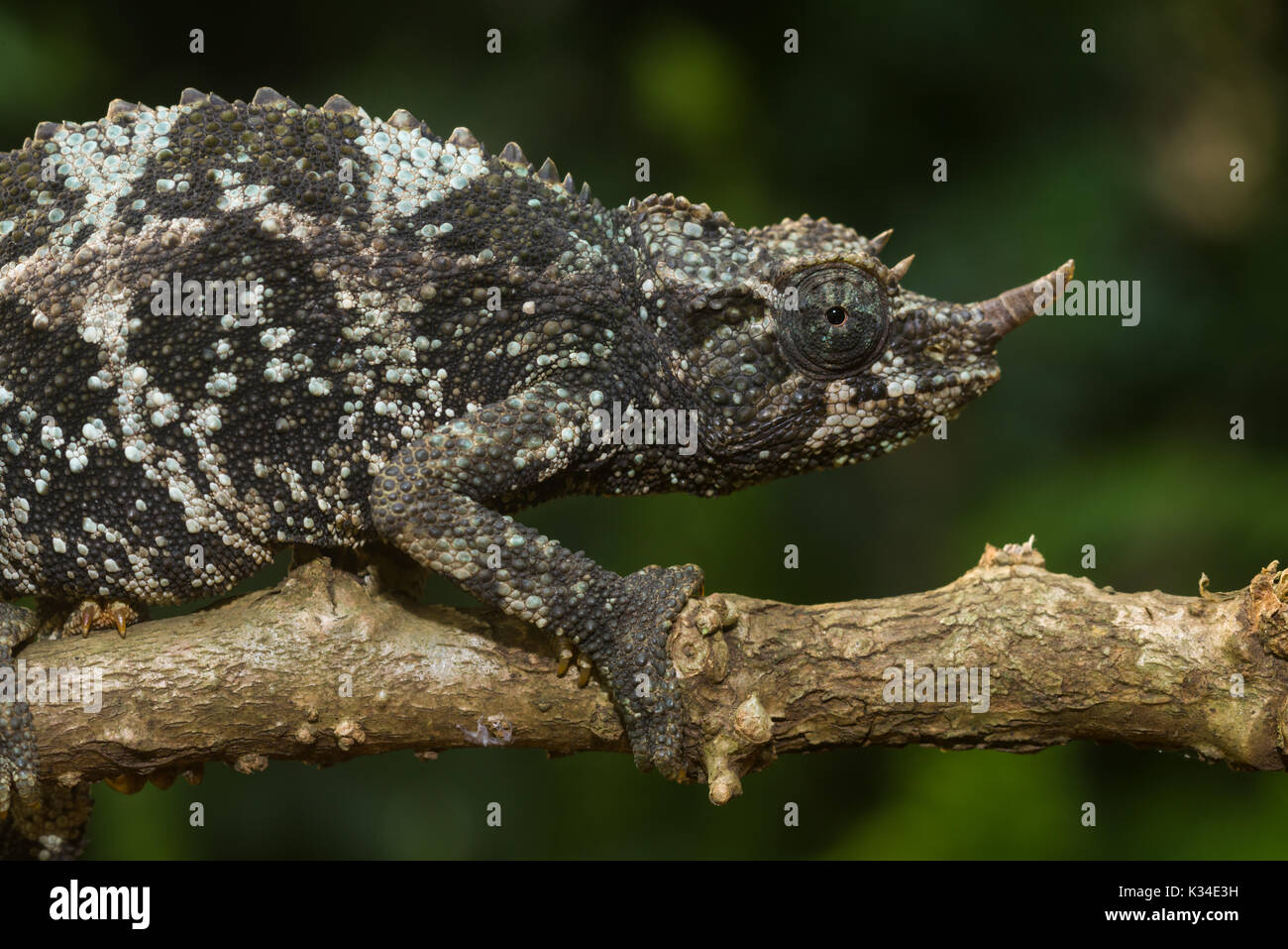 Female Jackson's chameleon (Trioceros jacksonii jacksonii) on branch, Nairobi, Kenya Stock Photo ...