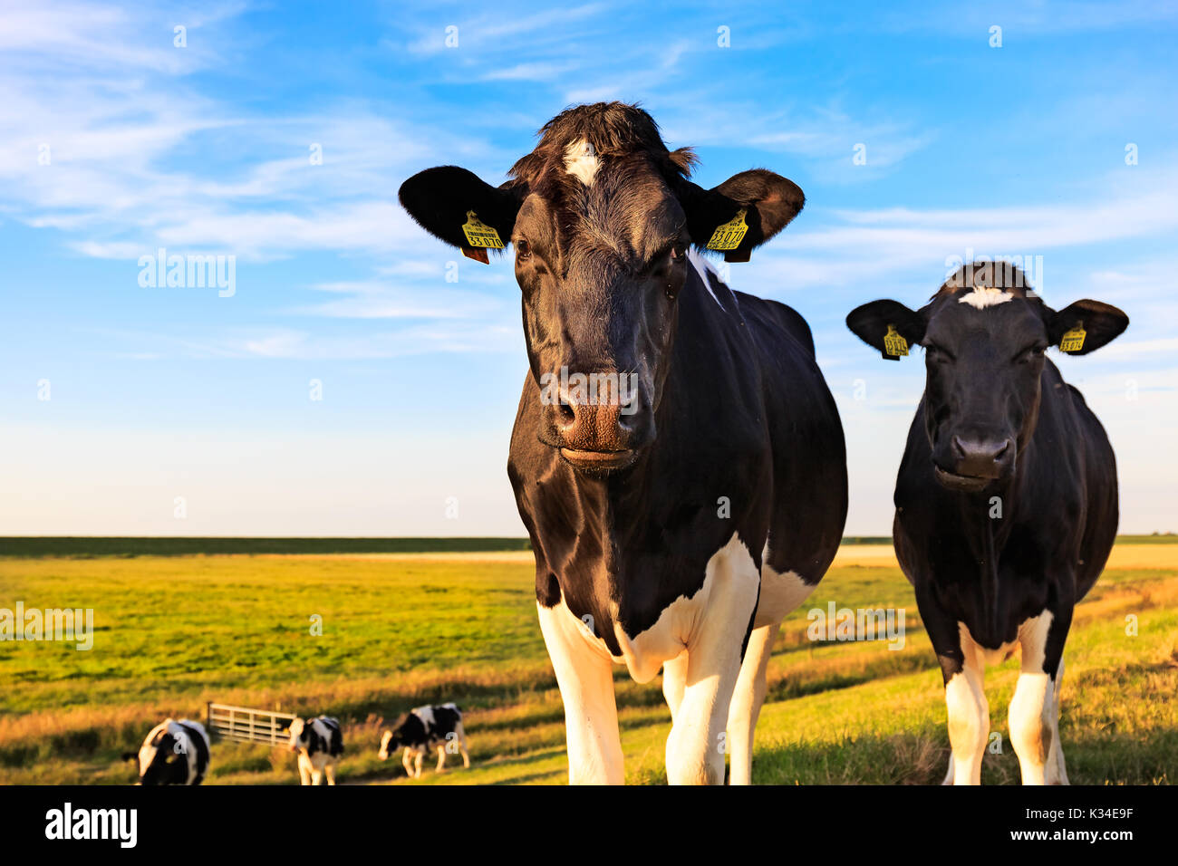 Field cows night hi-res stock photography and images - Alamy
