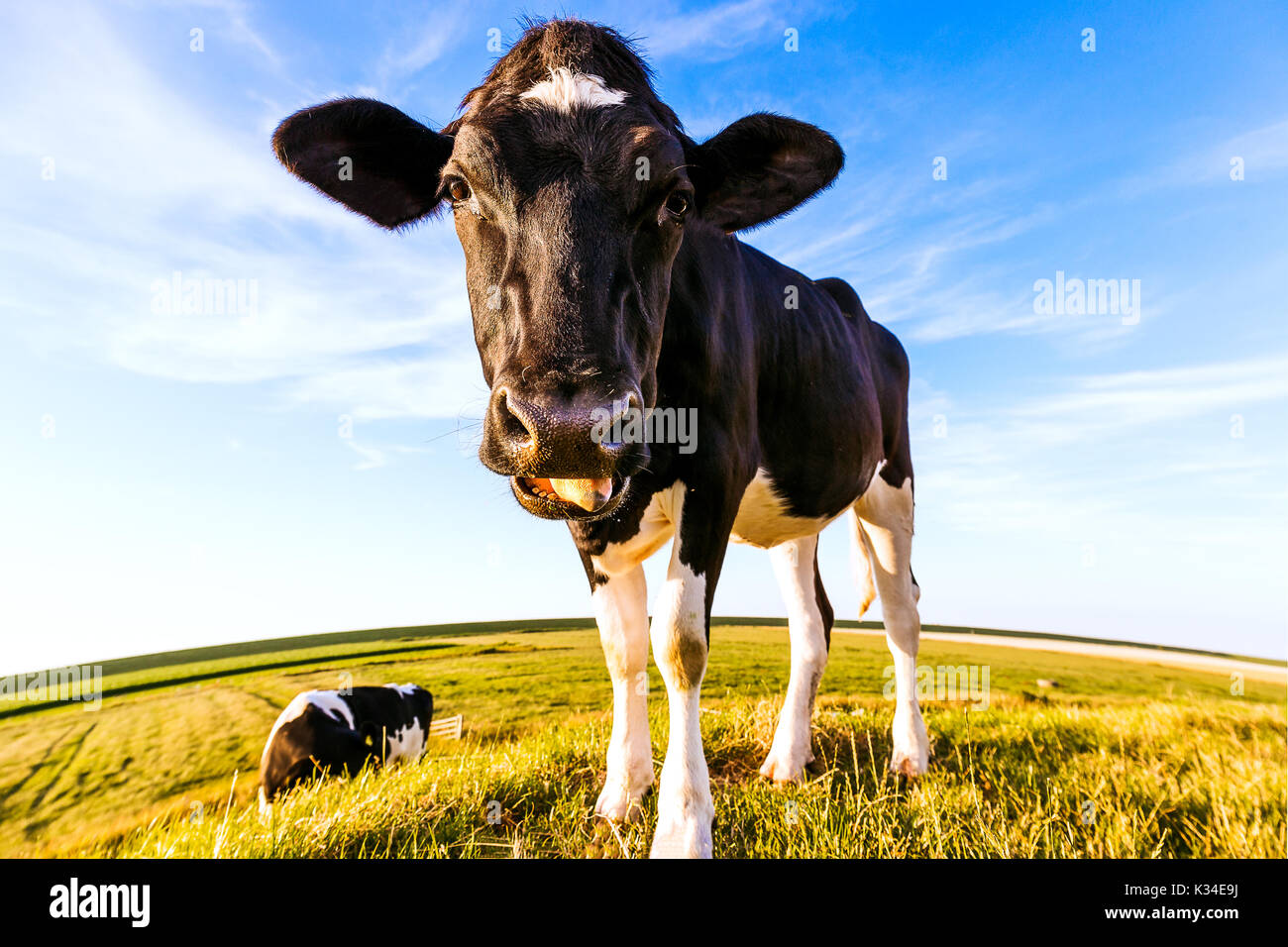 Cows at night hi-res stock photography and images - Alamy