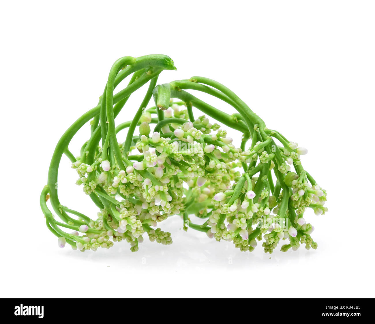 Ceylon spinach hi-res stock photography and images - Alamy