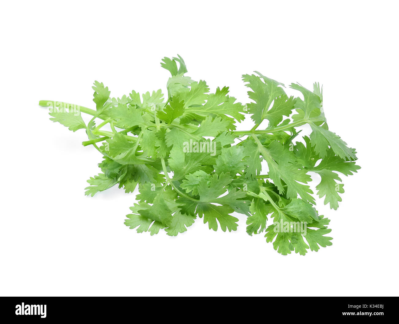 Coriander leaves Cut Out Stock Images & Pictures - Alamy