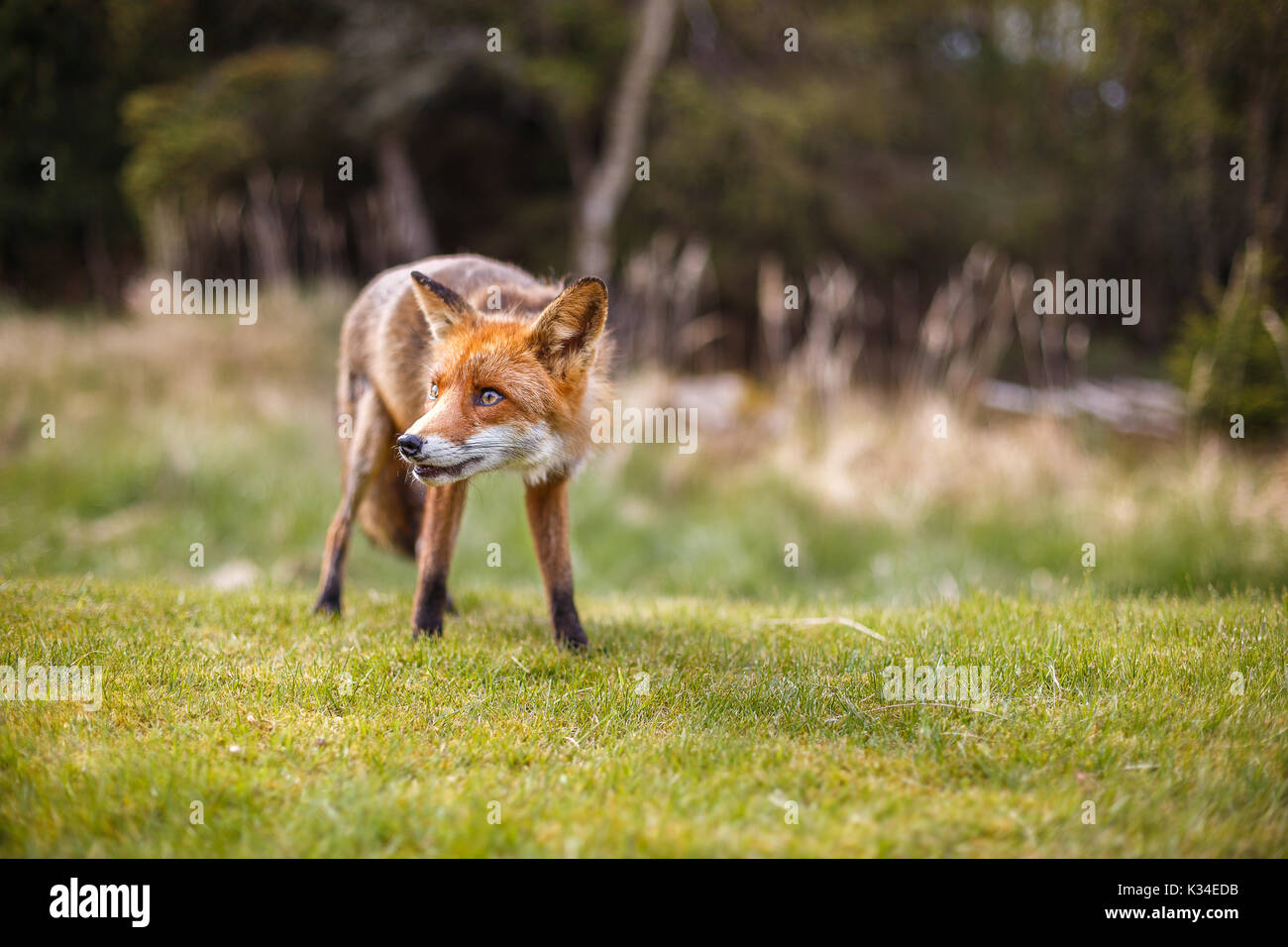 a red fox near the village Hirtshals Stock Photo - Alamy