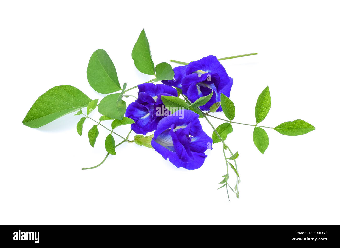 Butterfly fall Cut Out Stock Images & Pictures - Alamy