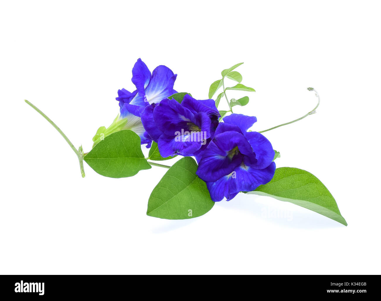 Butterfly fall Cut Out Stock Images & Pictures - Alamy