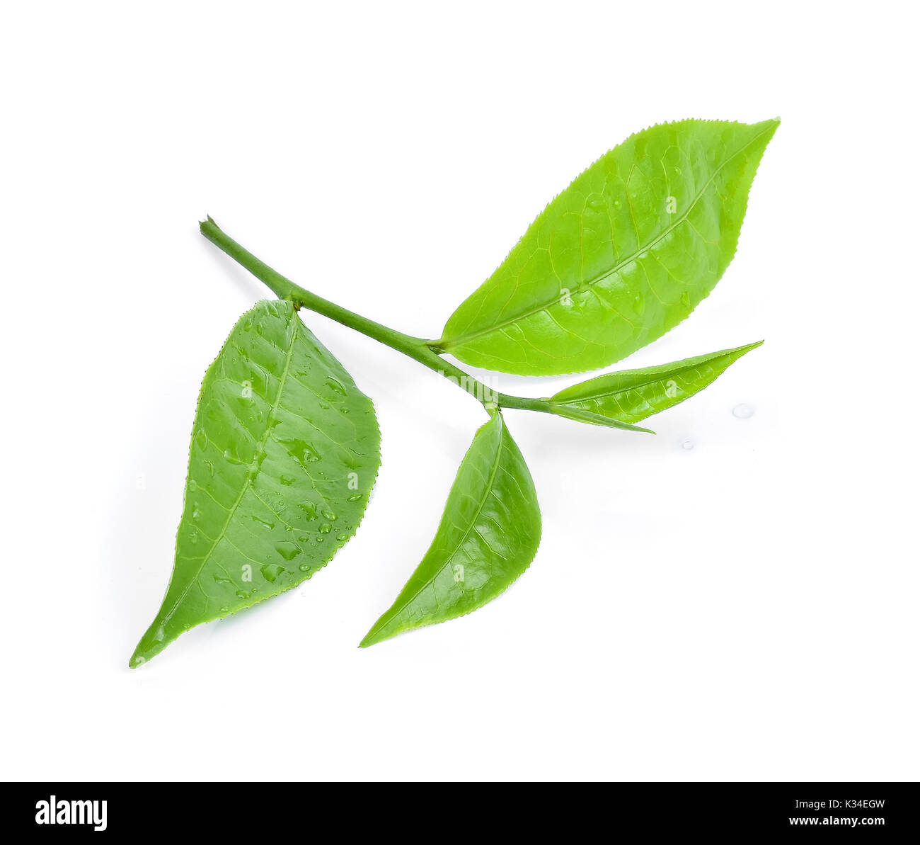 leaves Fresh green tea with drops of water isolated on white background ...