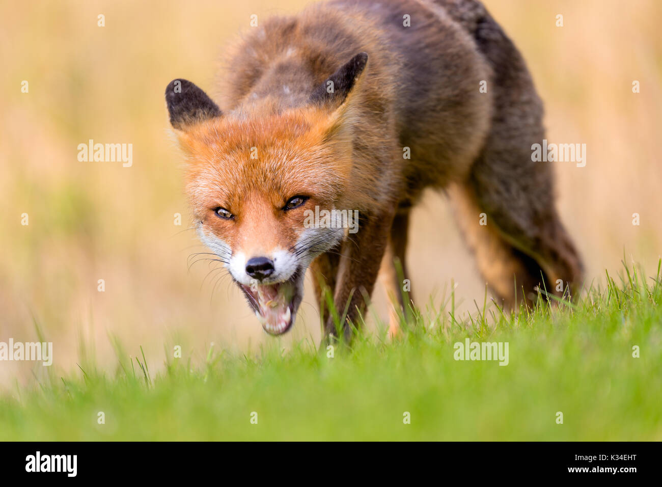 Red fox near village hi-res stock photography and images - Alamy