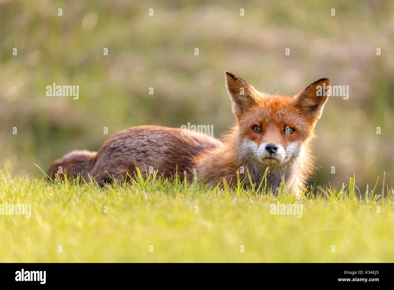 a red fox near the village Hirtshals Stock Photo - Alamy