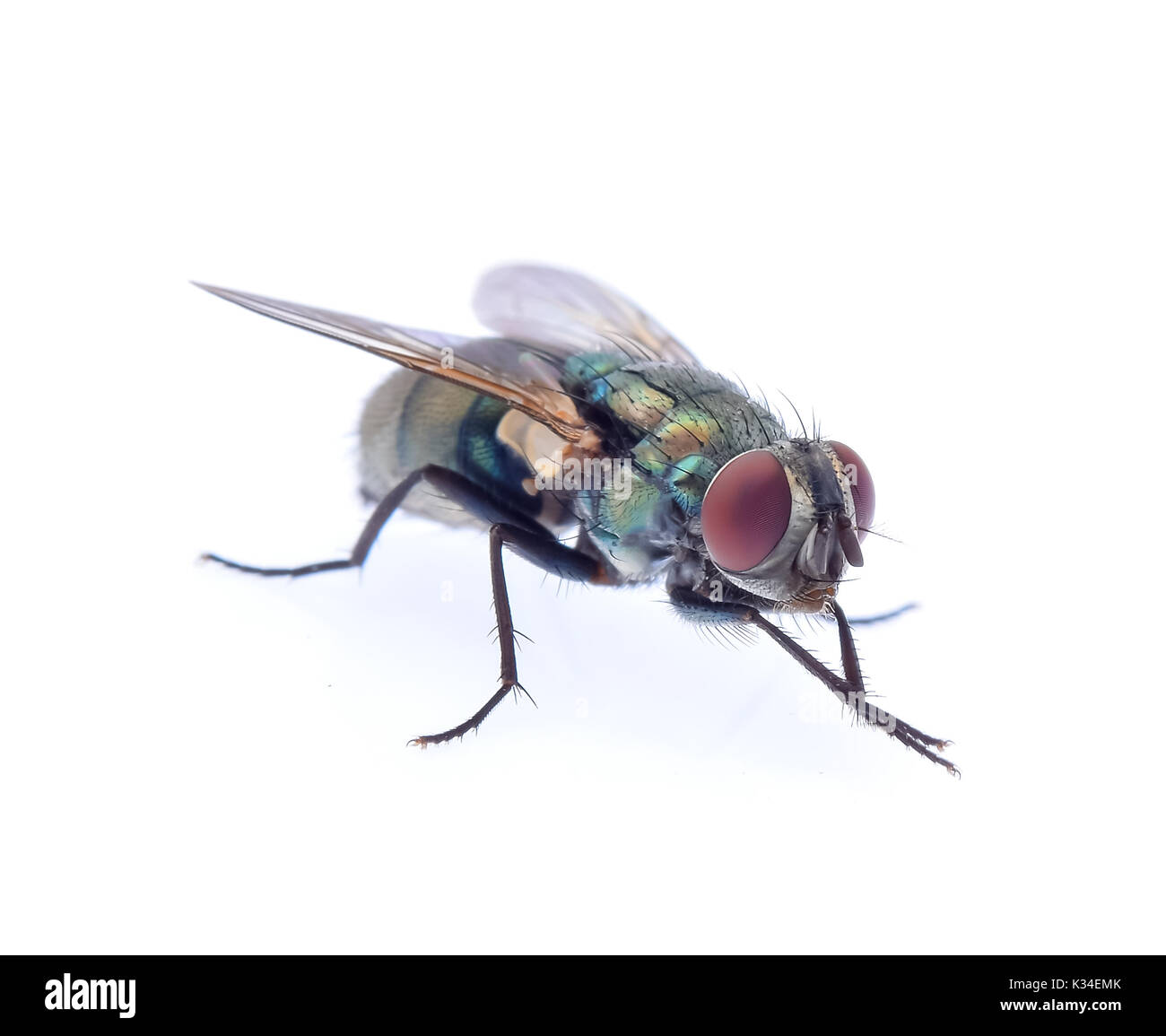 green fly isolated on white Stock Photo - Alamy