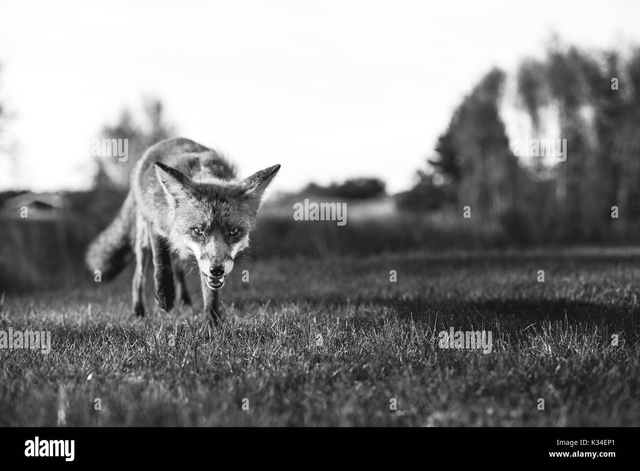 Red fox Black and White Stock Photos & Images - Alamy