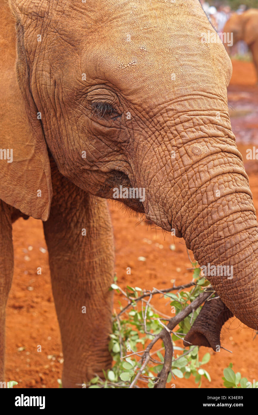 Elephant eating leaves hi-res stock photography and images - Alamy