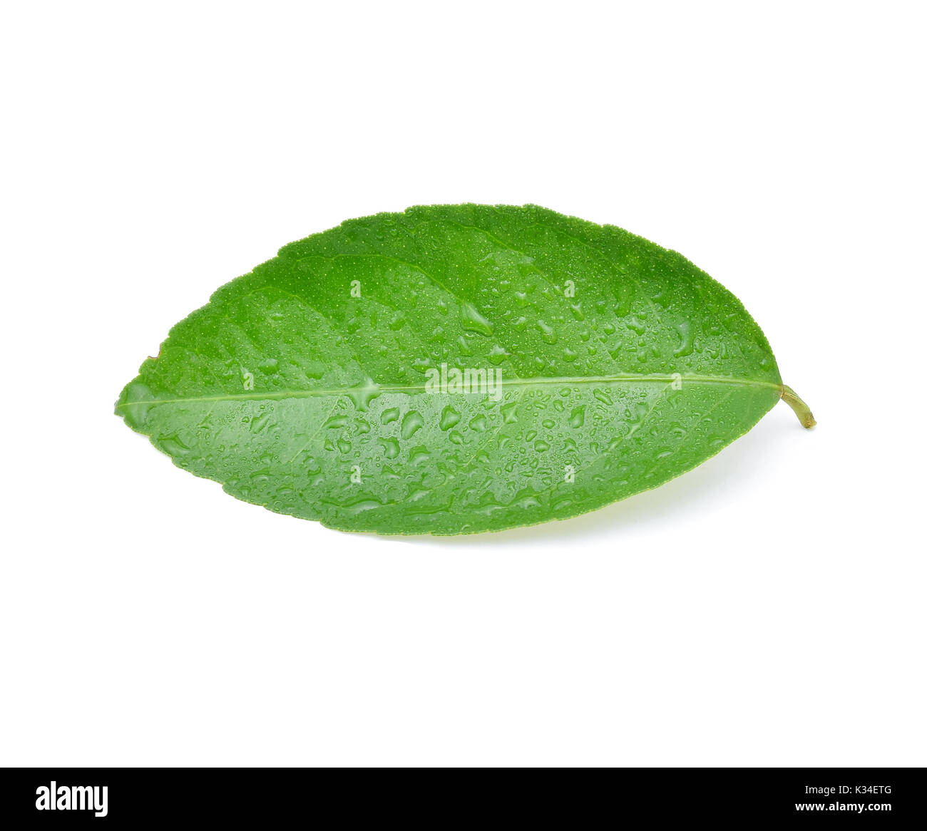 Set citrus tree leaves Cut Out Stock Images & Pictures - Alamy