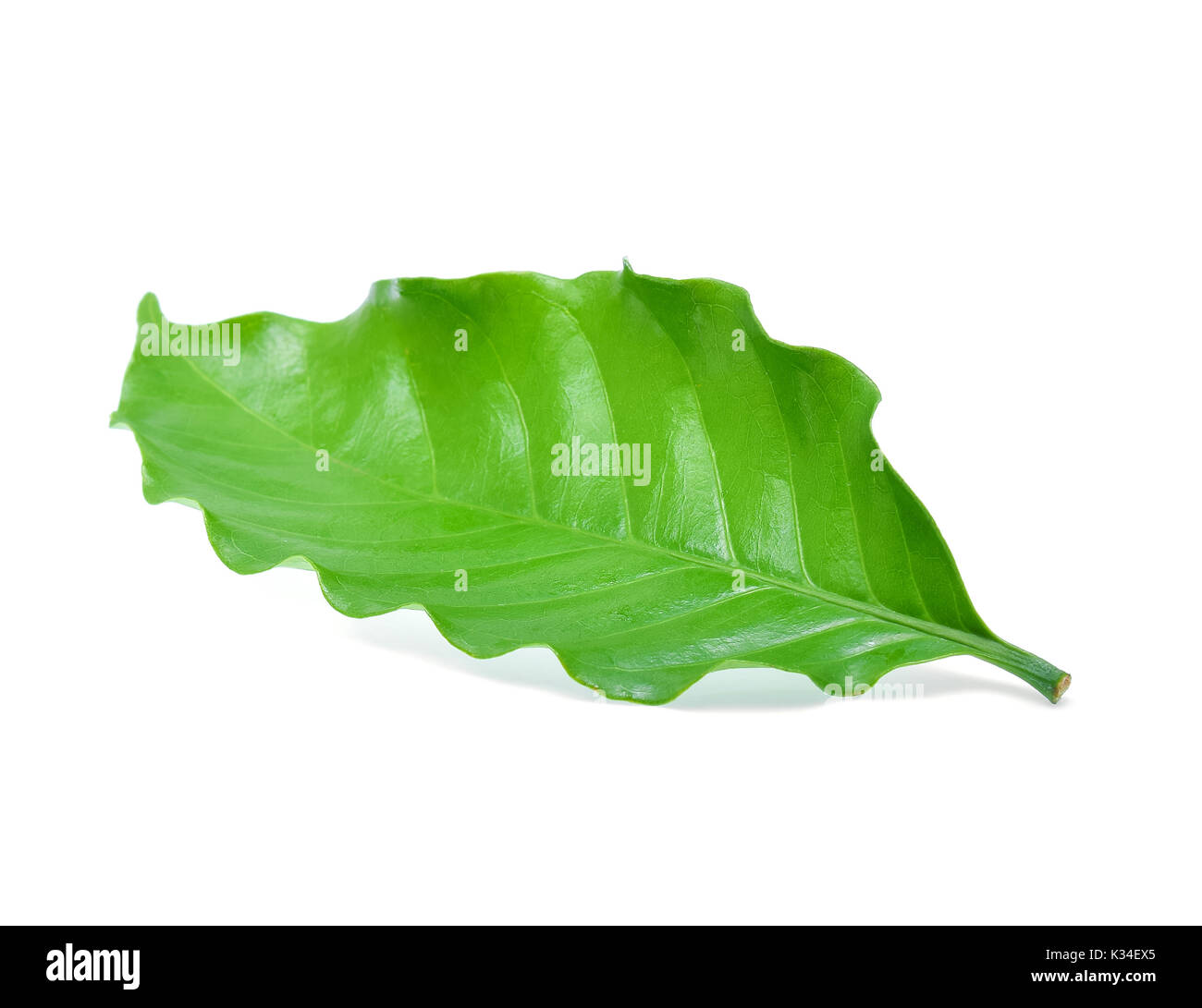 coffee leaf isolated on white background Stock Photo - Alamy