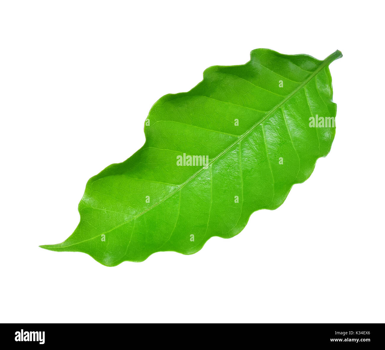 coffee leaf isolated on a white background Stock Photo - Alamy