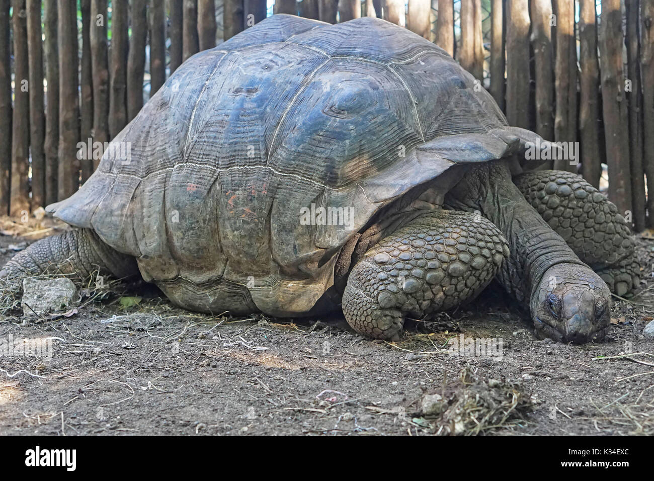 Zanzibar turtle hi-res stock photography and images - Alamy