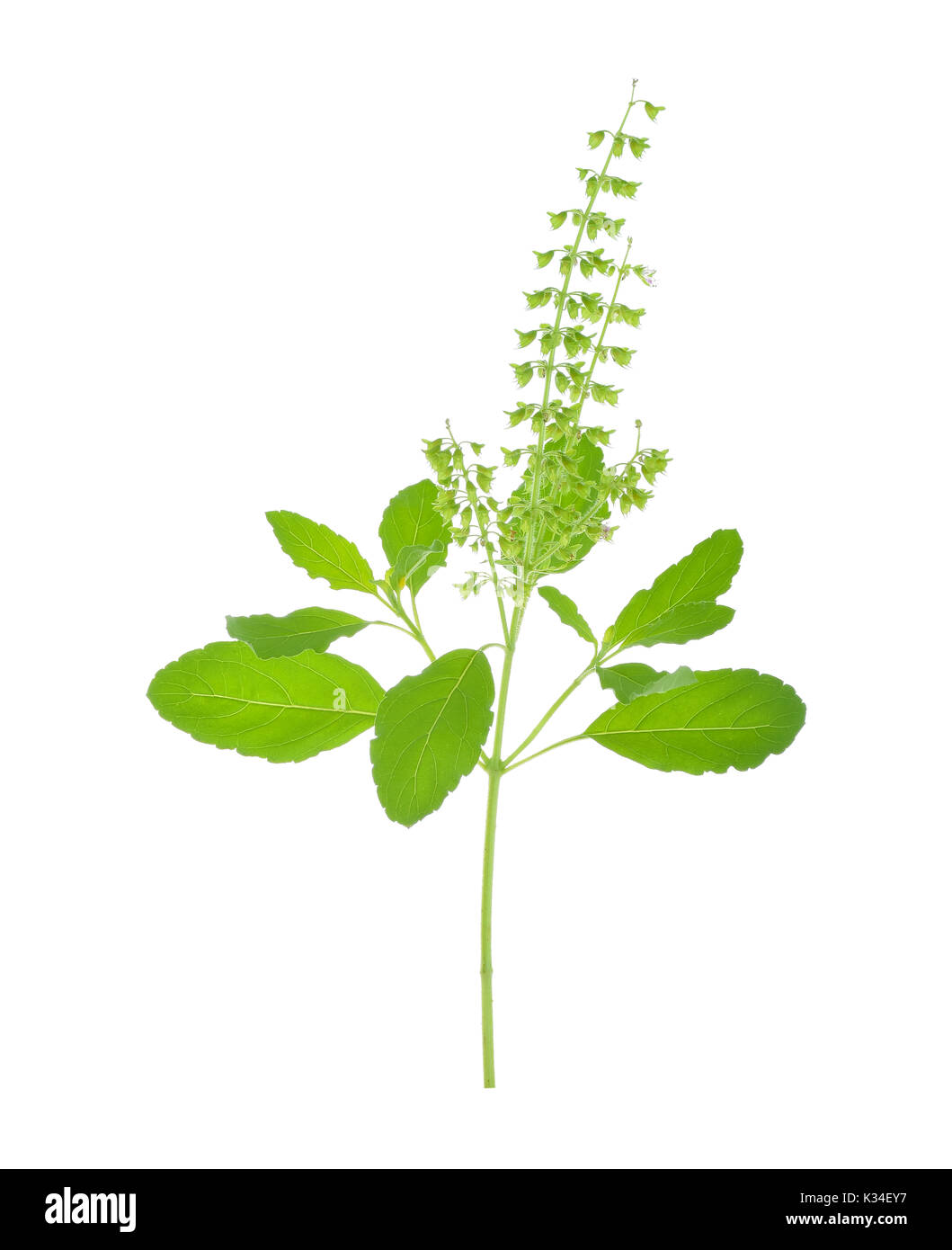 Thulasi flower hi-res stock photography and images - Alamy