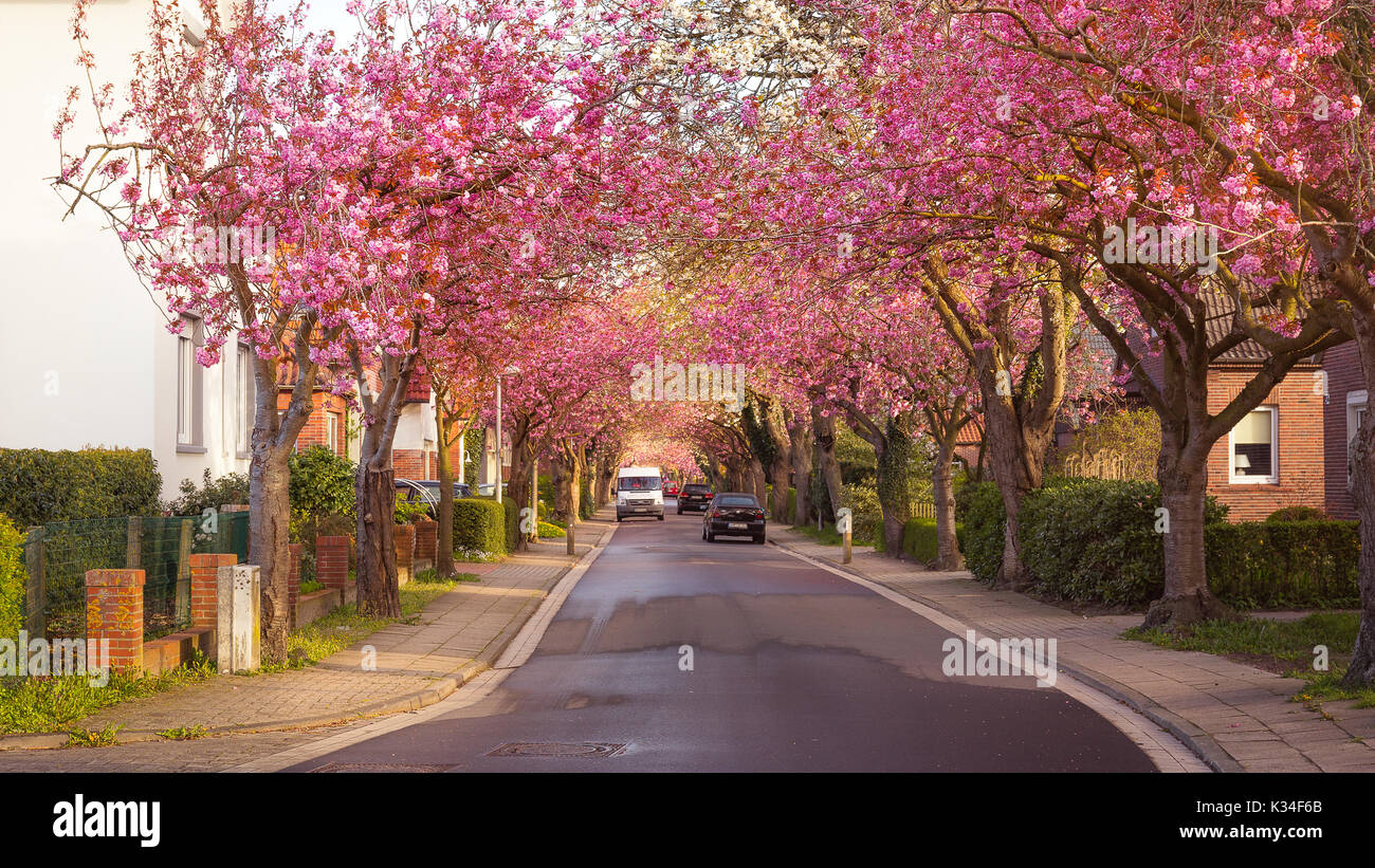 Baumstrasse hi-res stock photography and images - Alamy