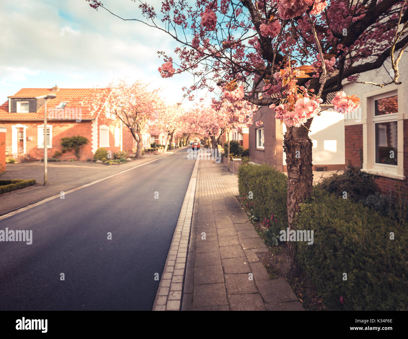 Cherry blossom in the street named Baumstrasse (tree street) in the ...