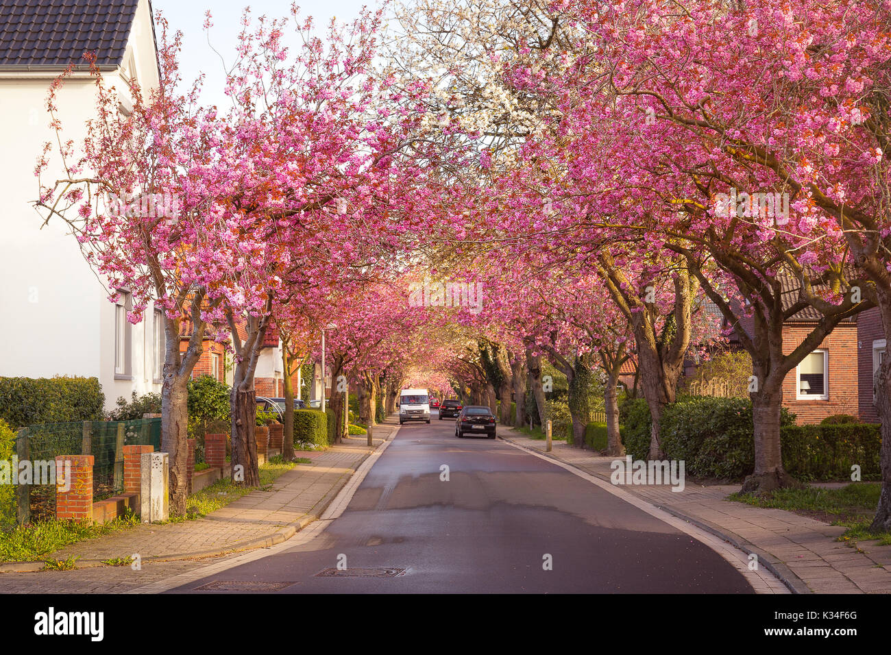 Cherry blossom in the street named Baumstrasse (tree street) in the ...