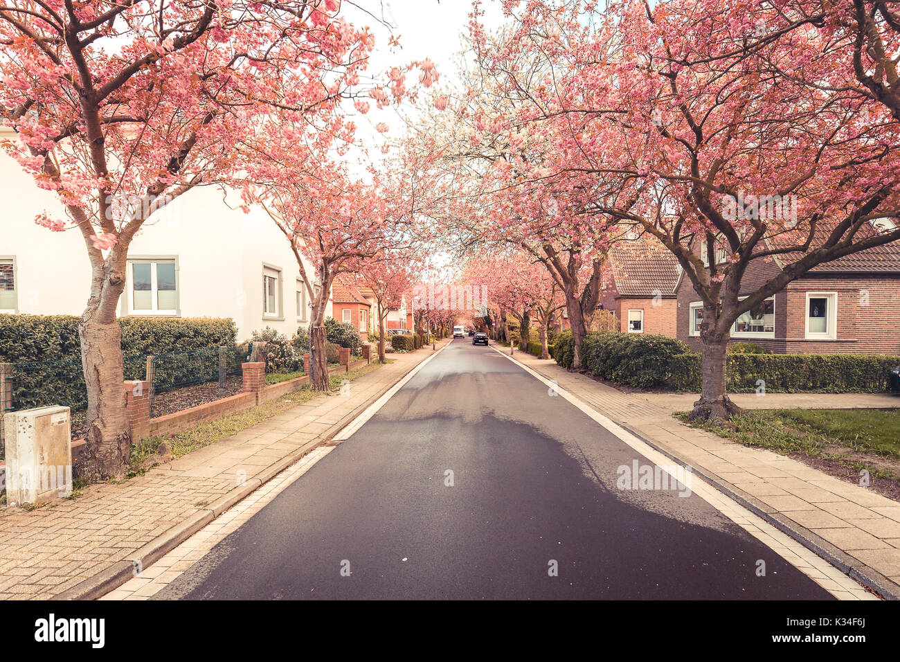 Cherry blossom in the street named Baumstrasse (tree street) in the ...