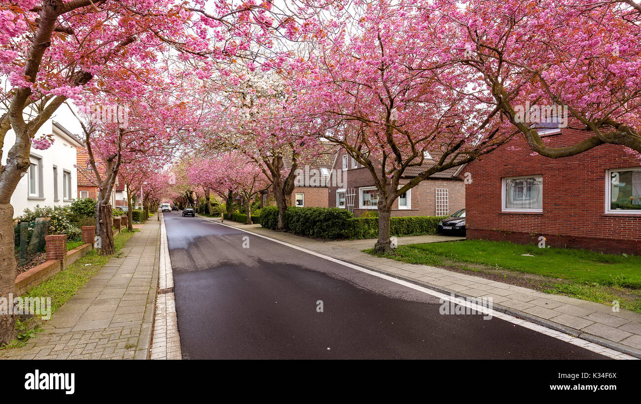 Baumstrasse hi-res stock photography and images - Alamy