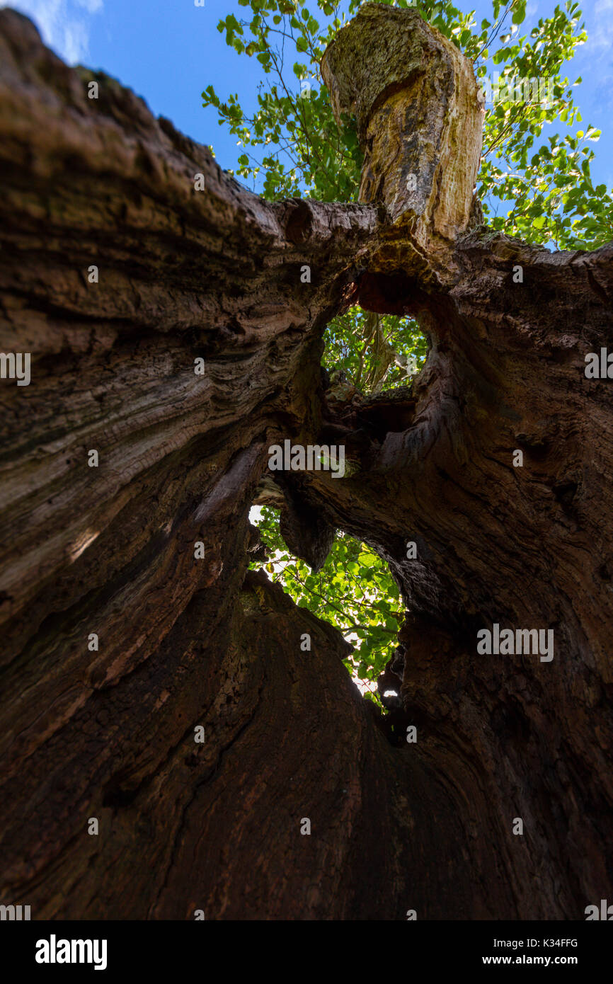 Inside a hollow tree hi-res stock photography and images - Alamy